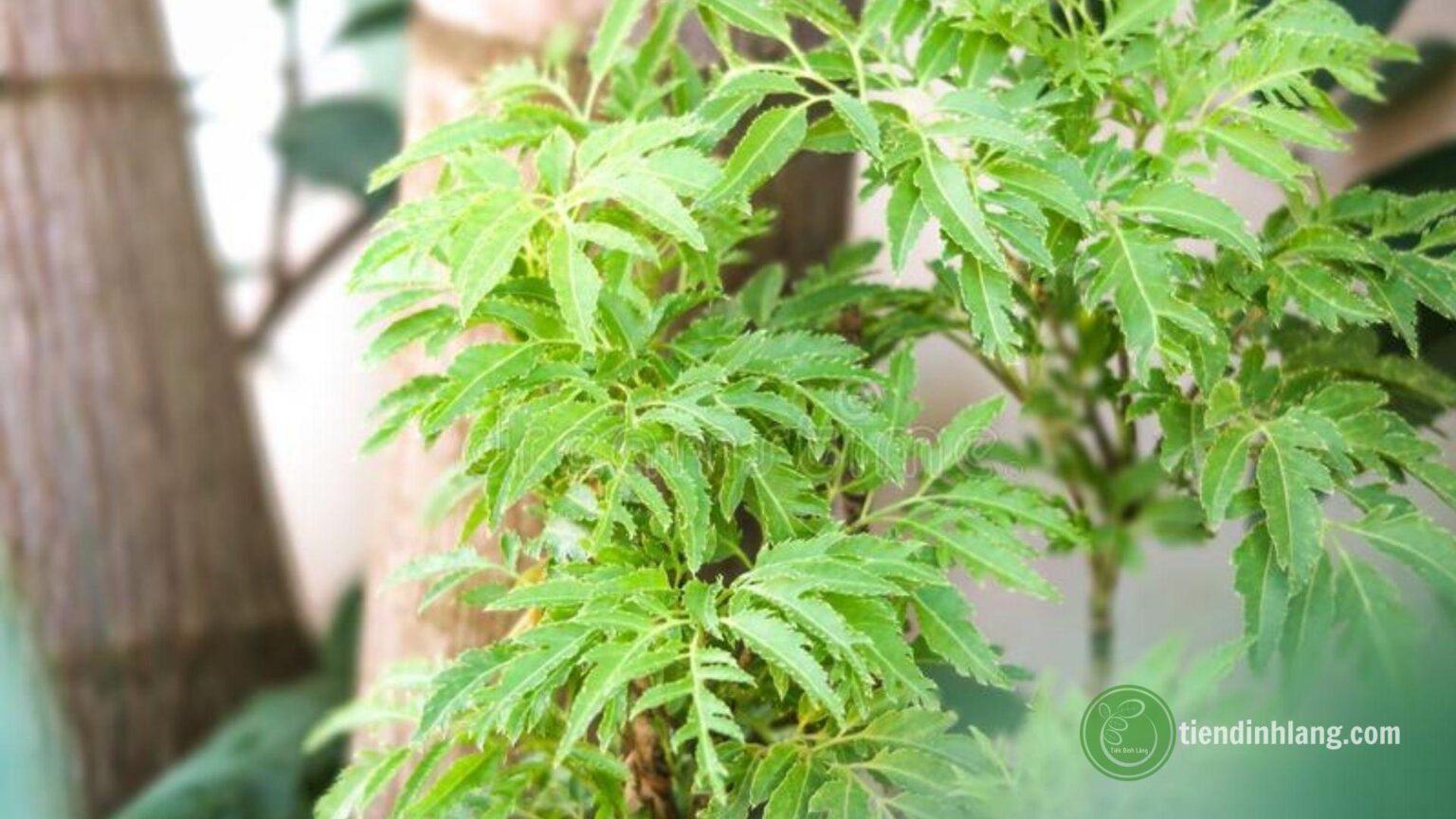 Lá đinh lăng có tác dụng gì ? - Tiến Đinh Lăng